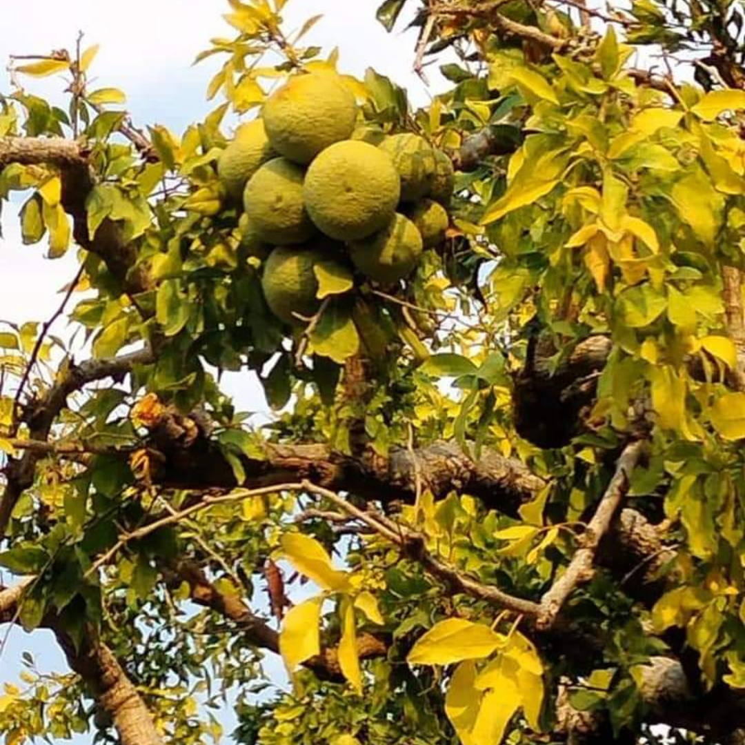 Fresh Fruits and Vegetables (Pre-Order) – VJ Organic Farms